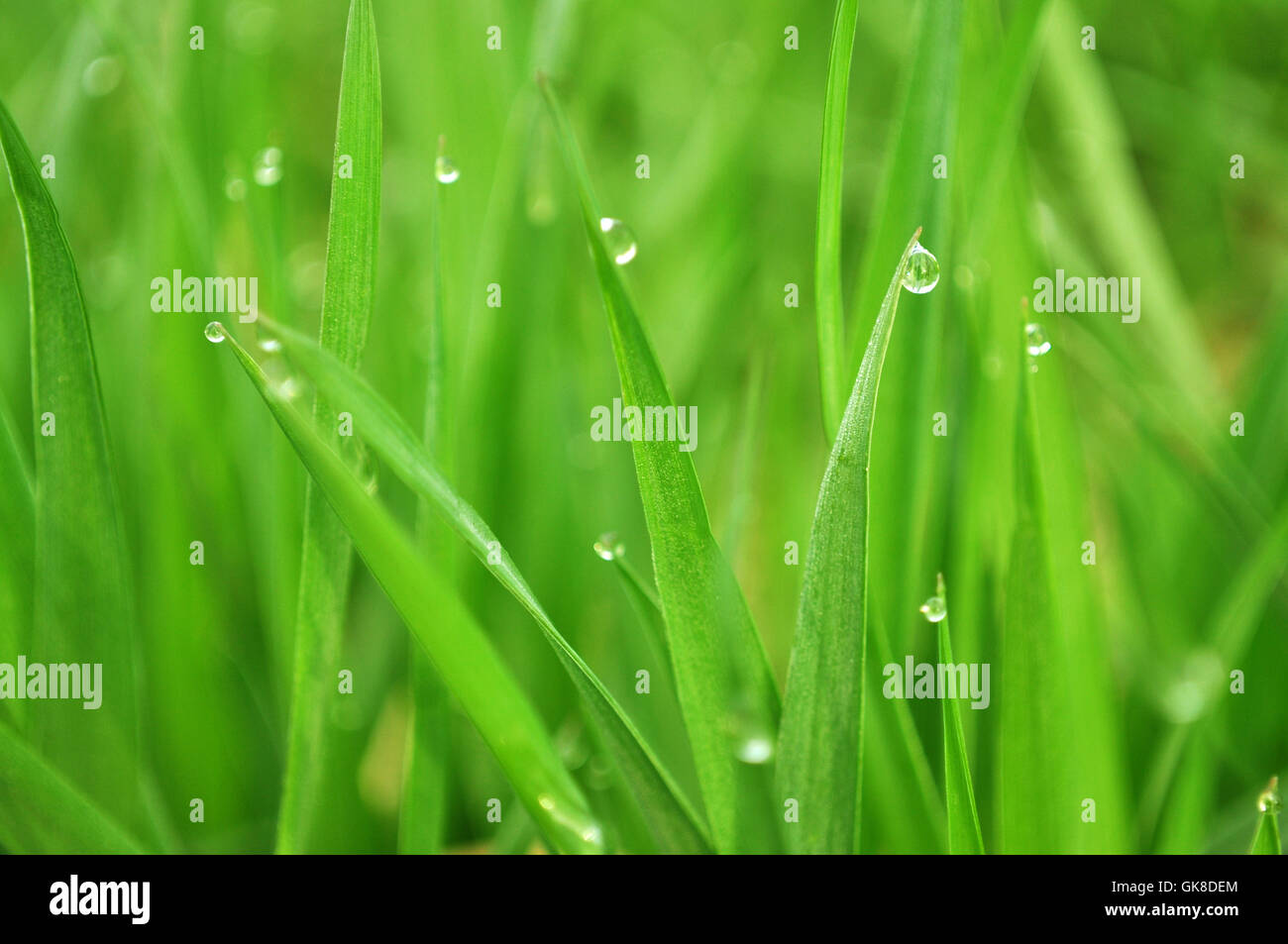 grass with water drops Stock Photo - Alamy
