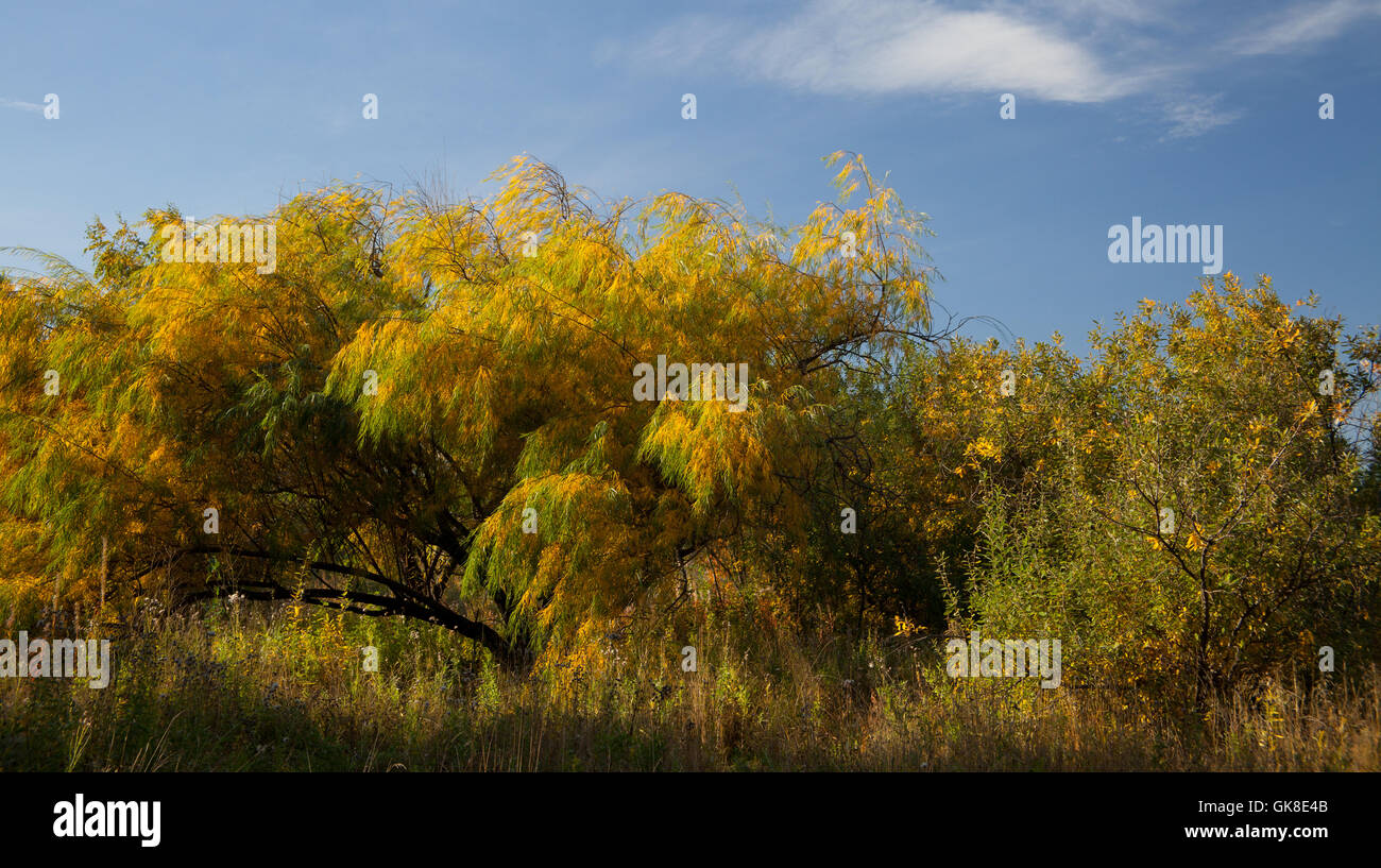 Willow leaves in autumn Stock Photo - Alamy