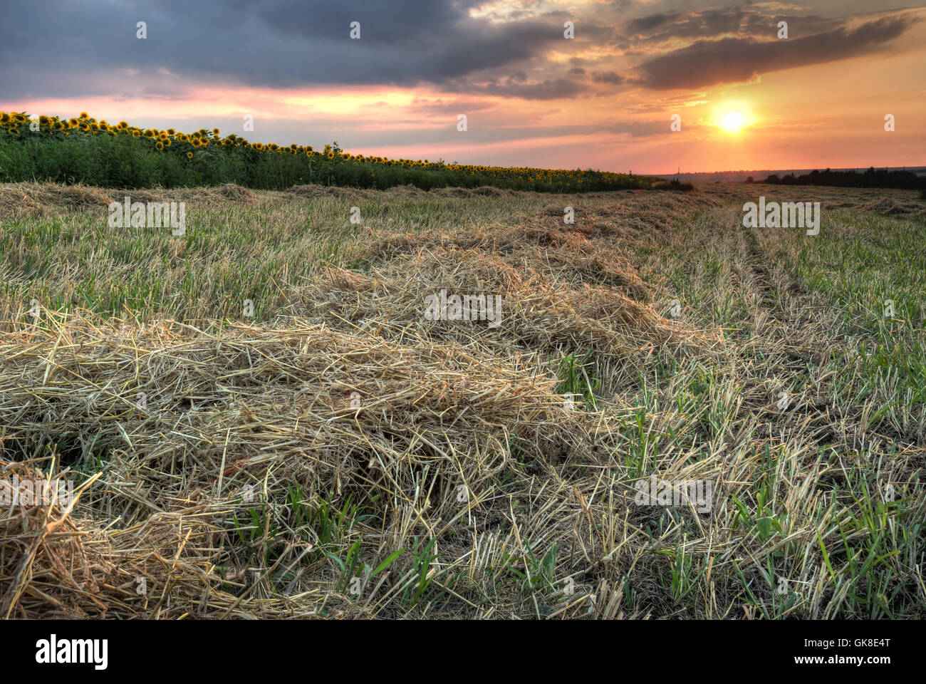 Field with hay Stock Photo - Alamy