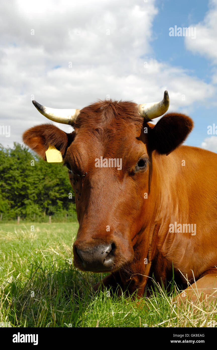 Milk cow face hi-res stock photography and images - Alamy