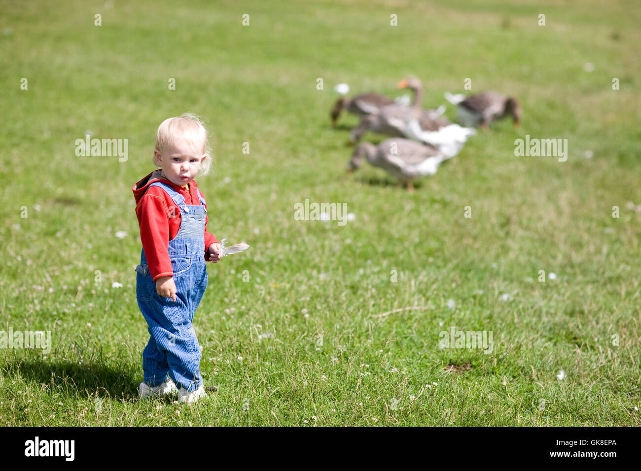 child and geese Stock Photo - Alamy