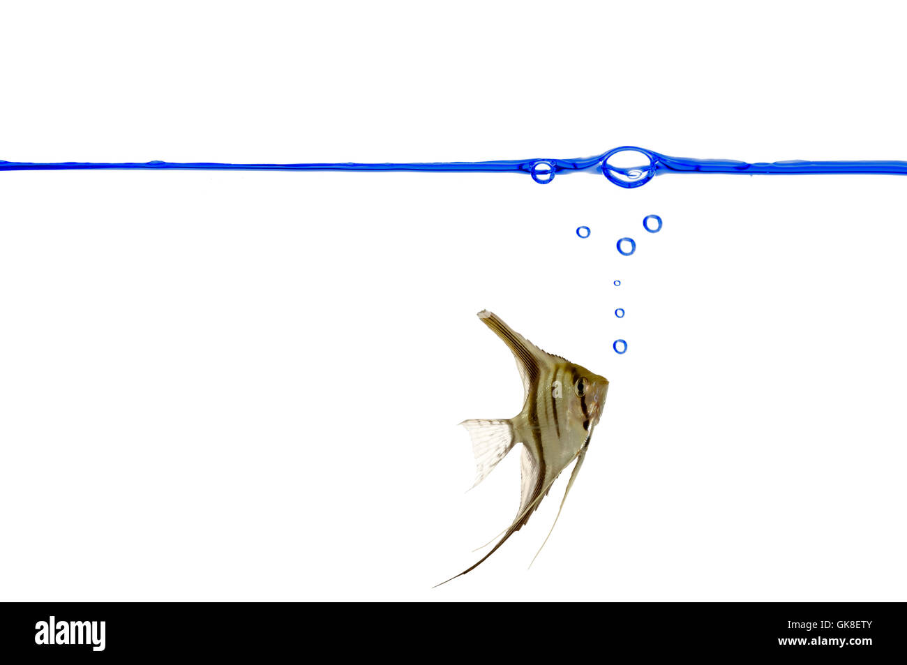 Scalare fish and waterline Stock Photo - Alamy