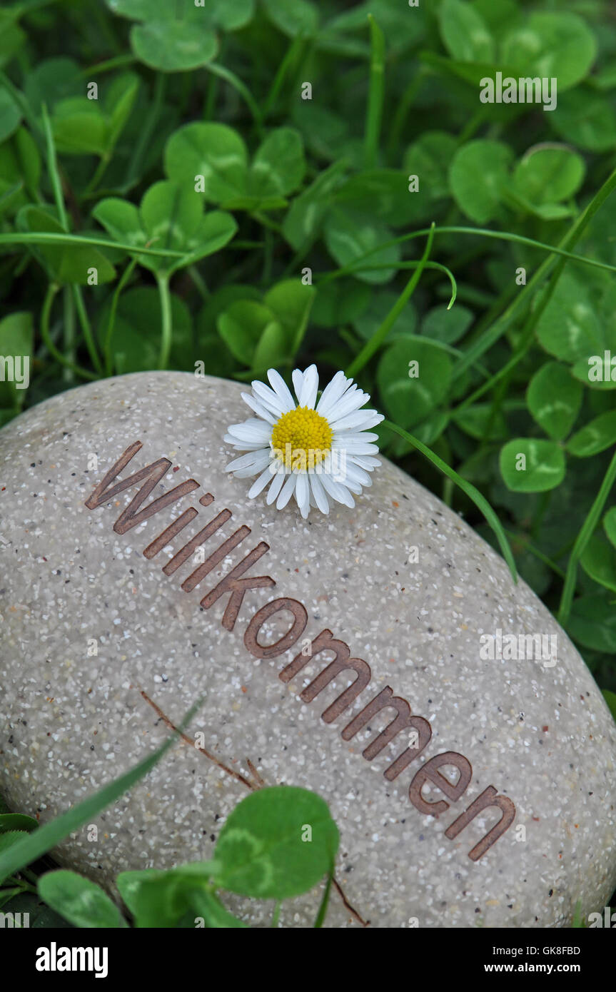 Clover leaves and daisy hi-res stock photography and images - Alamy