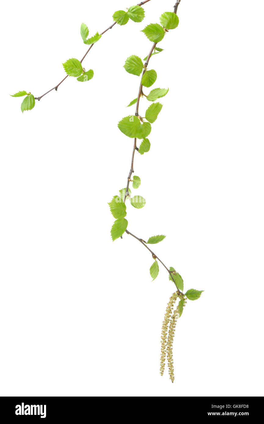 Branch of a tree of a birch Stock Photo - Alamy