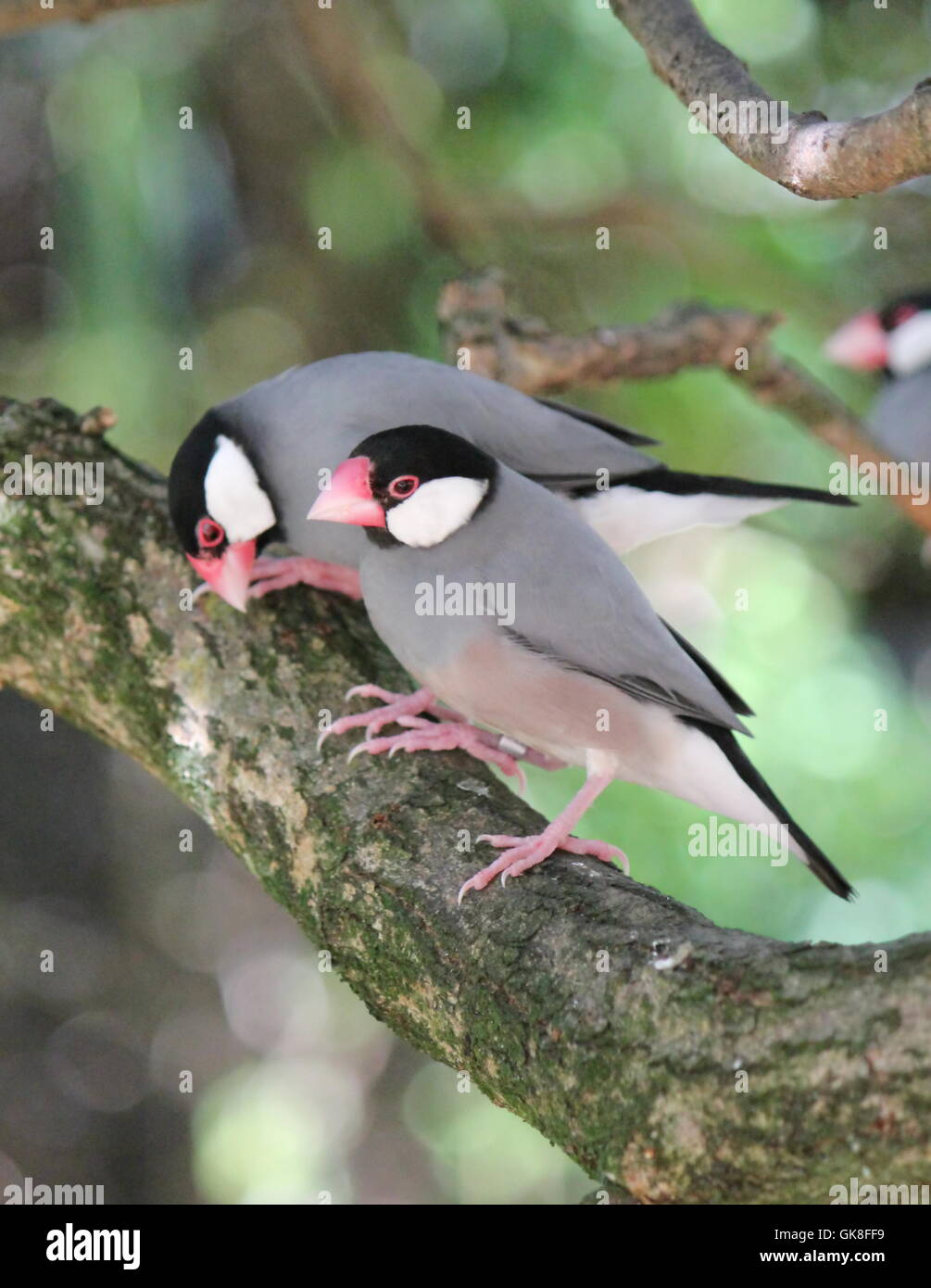 Java padda birds Stock Photo - Alamy
