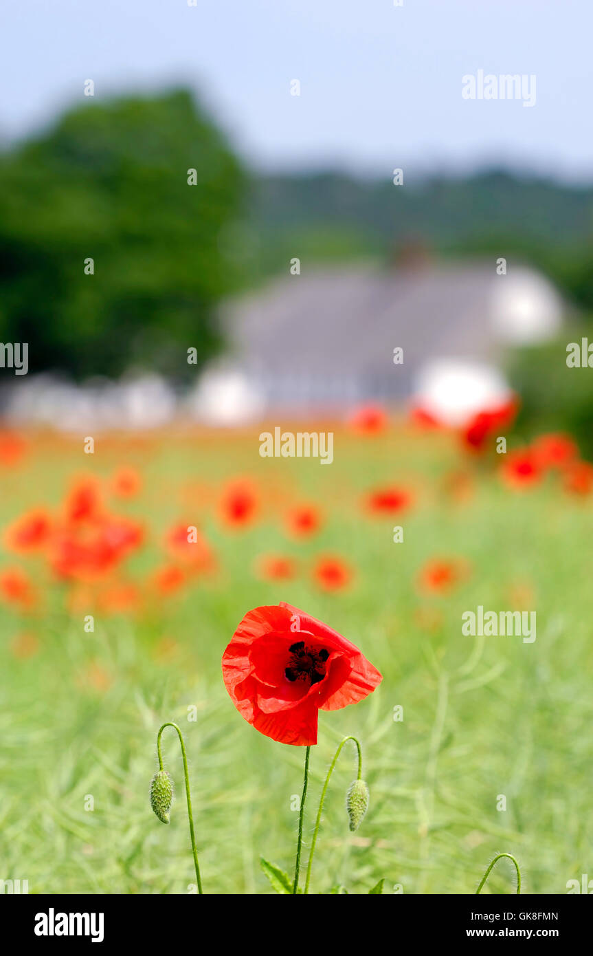 Poppy and farm Stock Photo - Alamy
