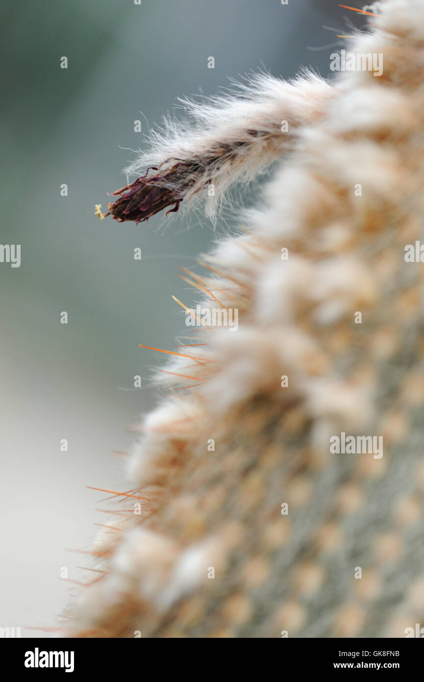 Cactus fluffy background Stock Photo - Alamy