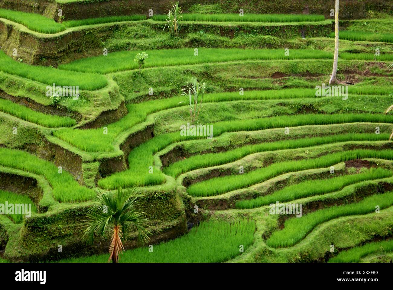 Rice field, Bali, Indonesia Stock Photo - Alamy