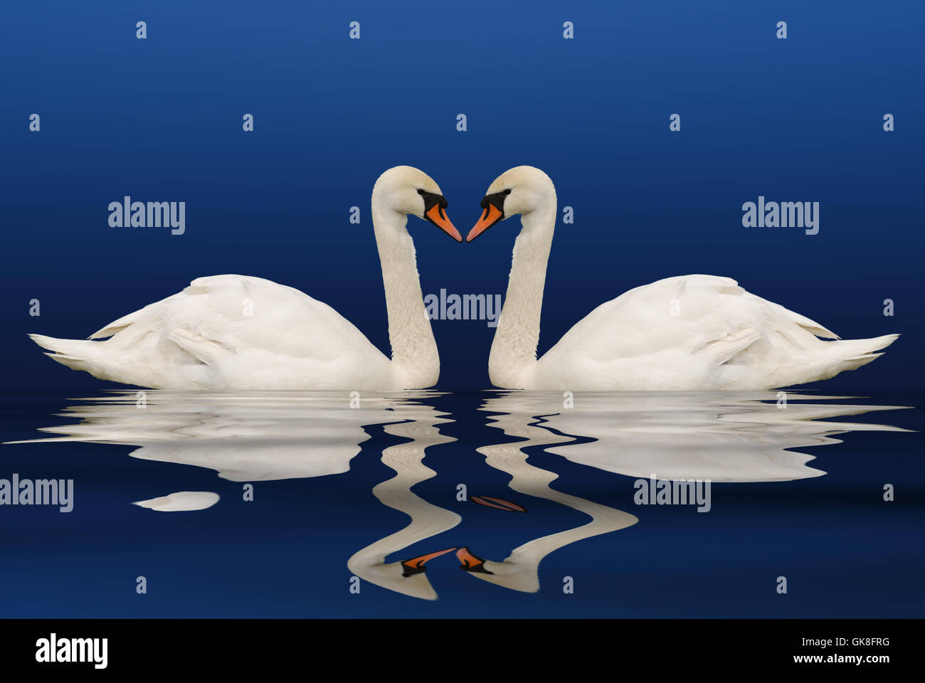 Two swans with reflection Stock Photo - Alamy
