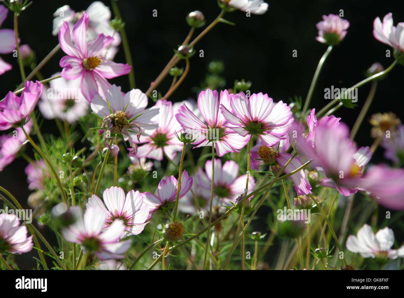 cosmos (cosmos bipinnatus Stock Photo - Alamy