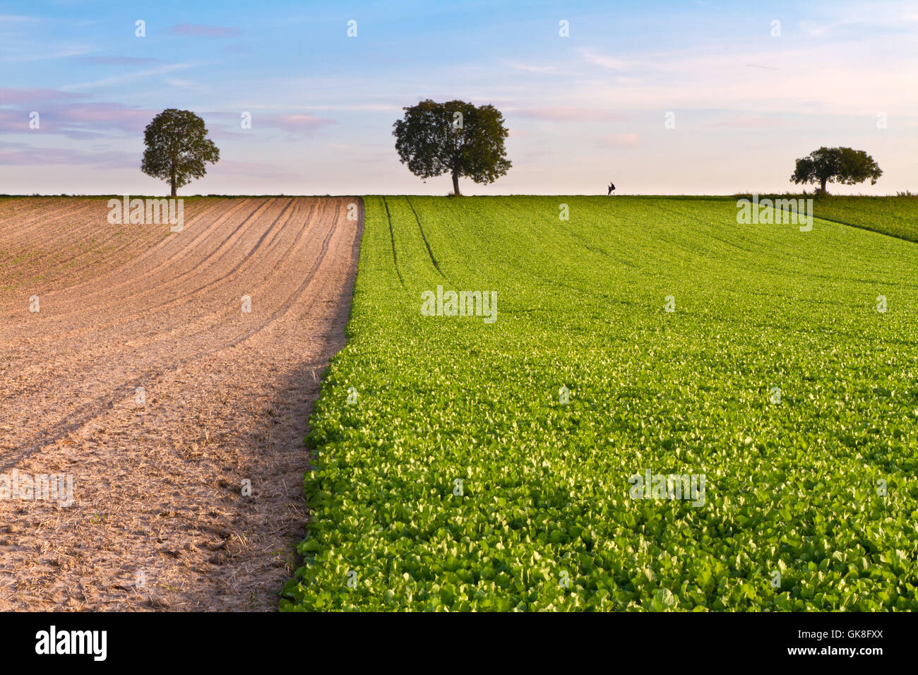 tree trees agriculture Stock Photo - Alamy