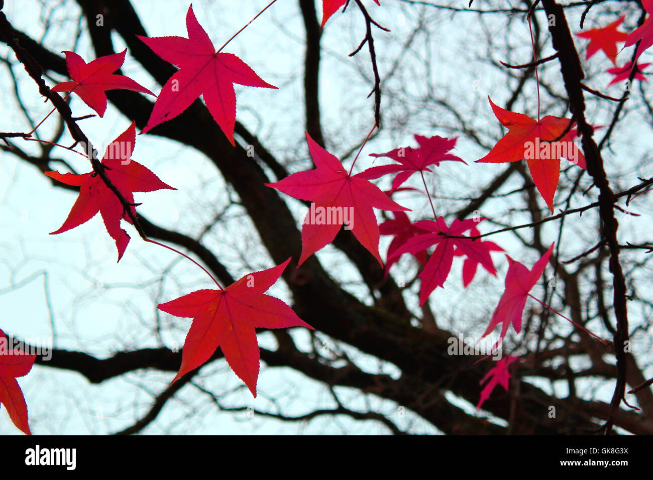 Red autumn leaves Stock Photo - Alamy