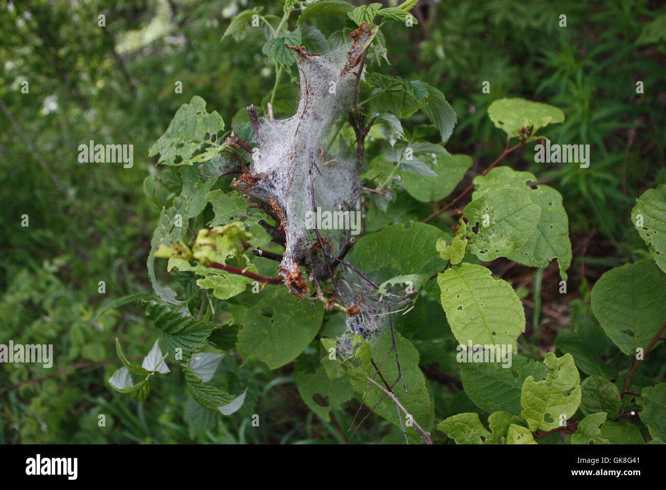 Web worm growth Stock Photo - Alamy