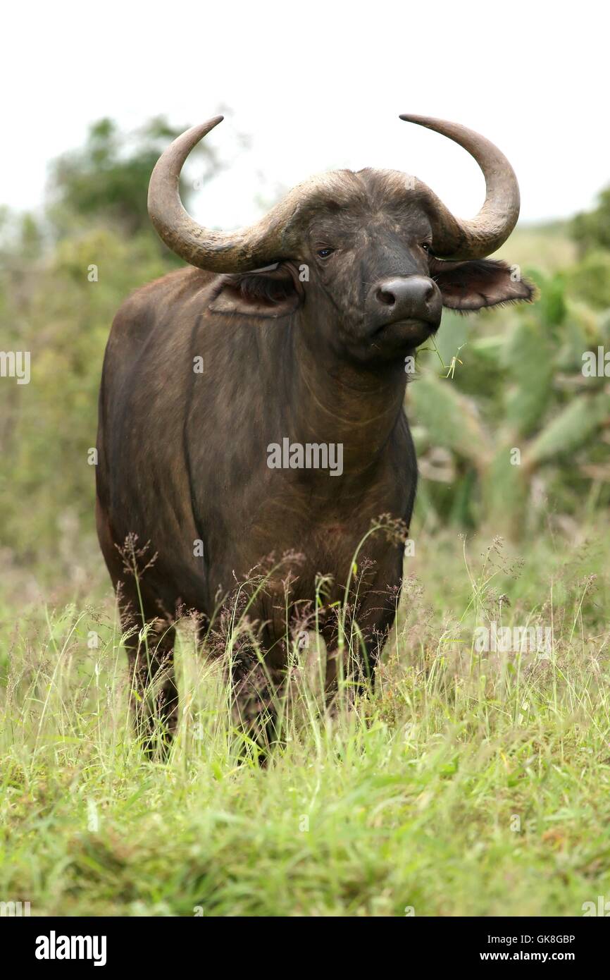 African Buffalo Bull Stock Photo - Alamy