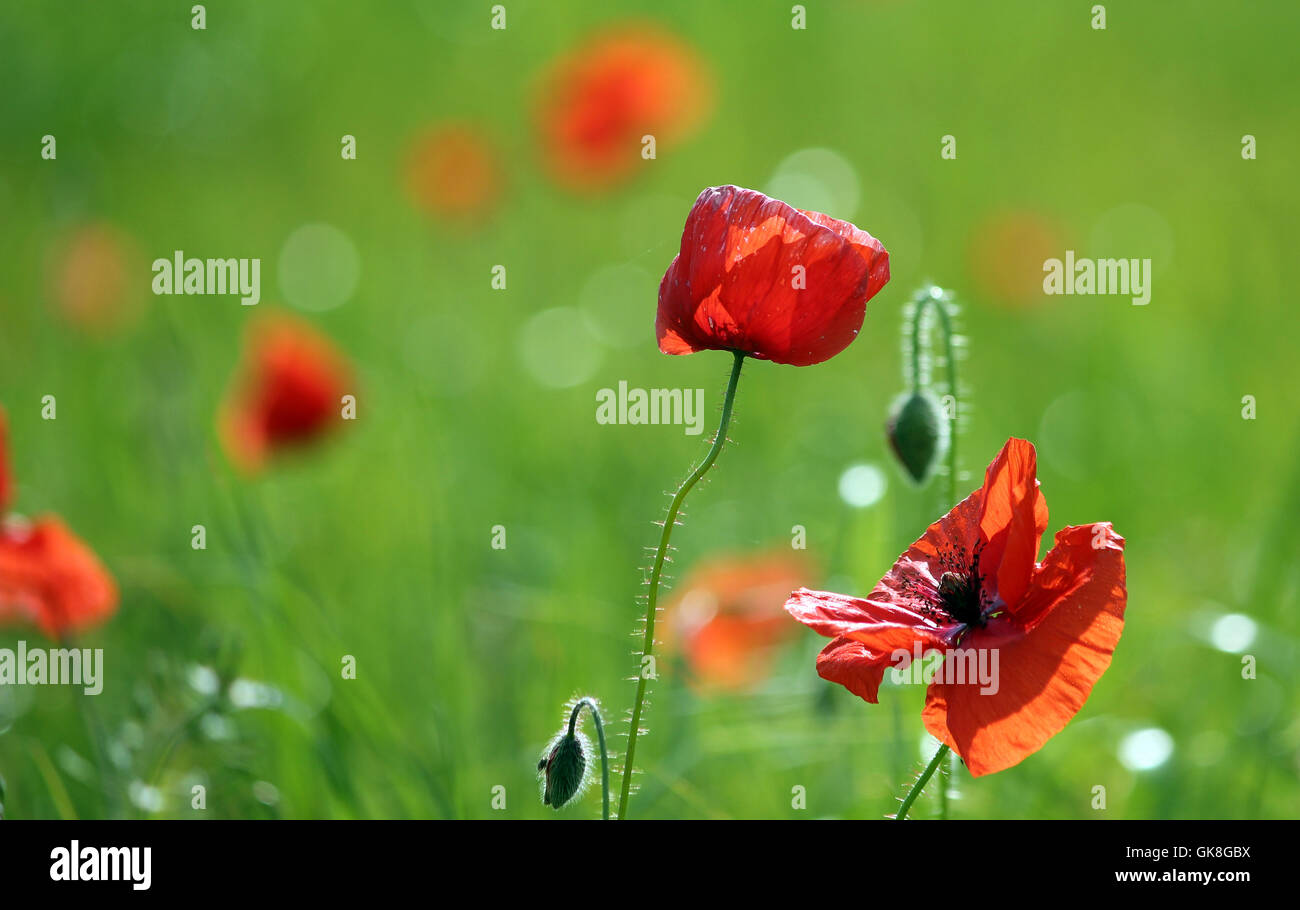 poppy corn poppy plant Stock Photo - Alamy