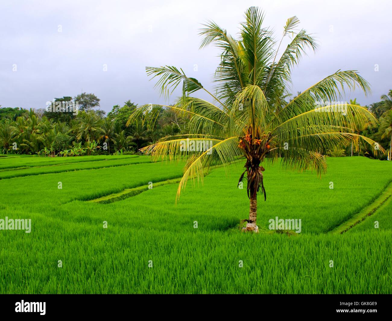 Rice field, Bali, Indonesia Stock Photo - Alamy