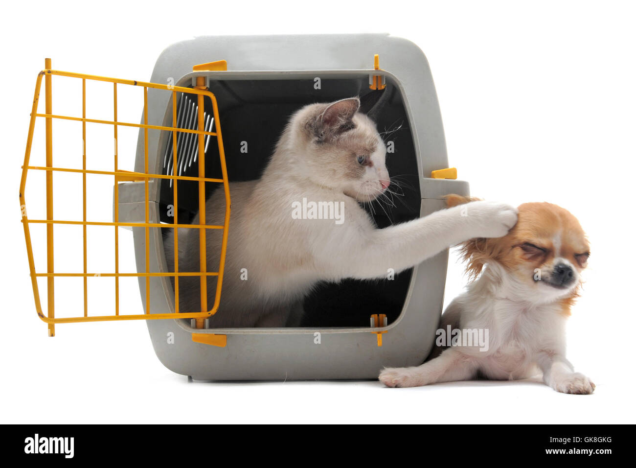 isolated animal pet Stock Photo - Alamy