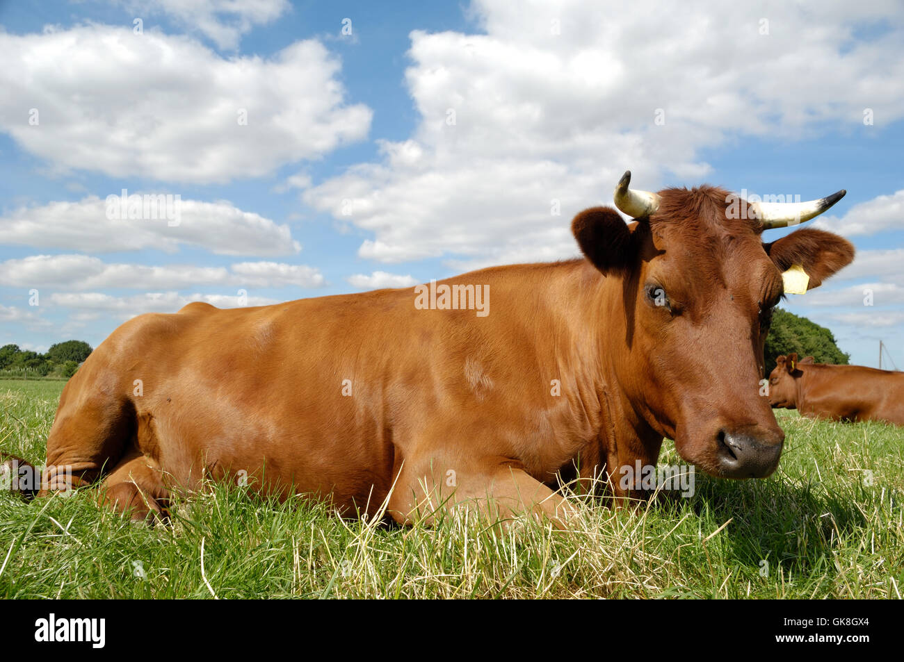 Resting cow hi-res stock photography and images - Alamy