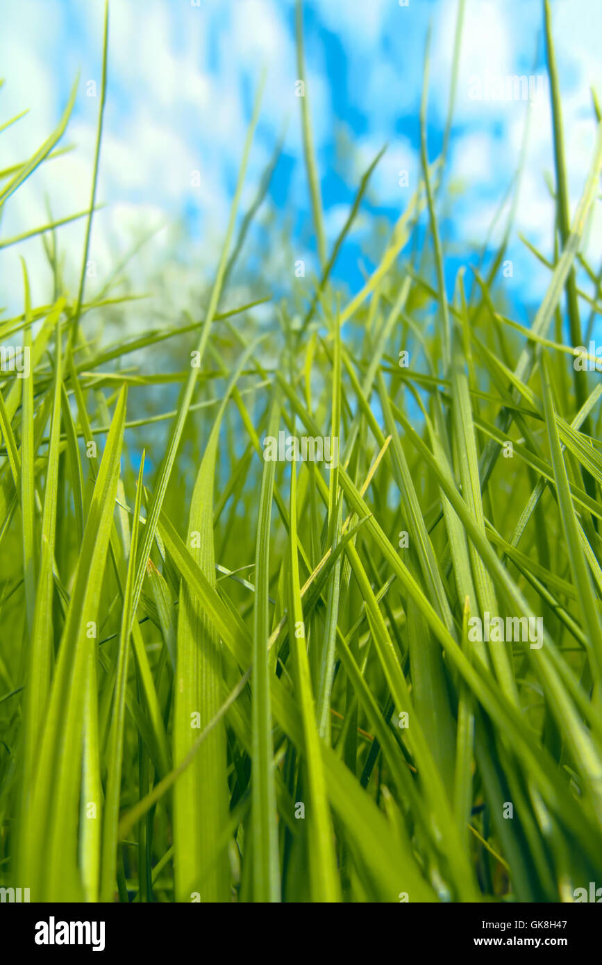 blue park garden Stock Photo - Alamy