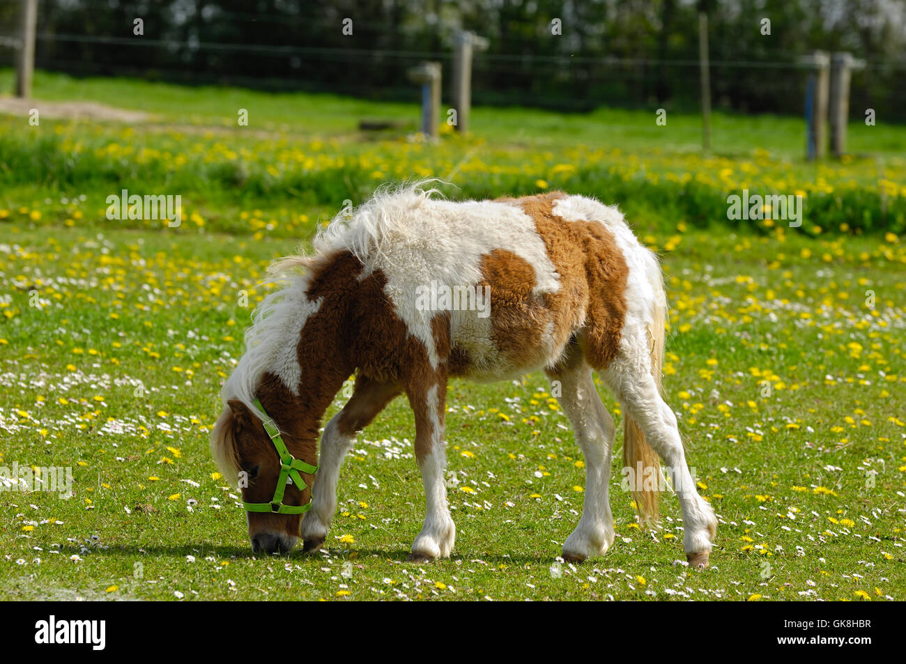 Pony horse eating grass Stock Photo - Alamy