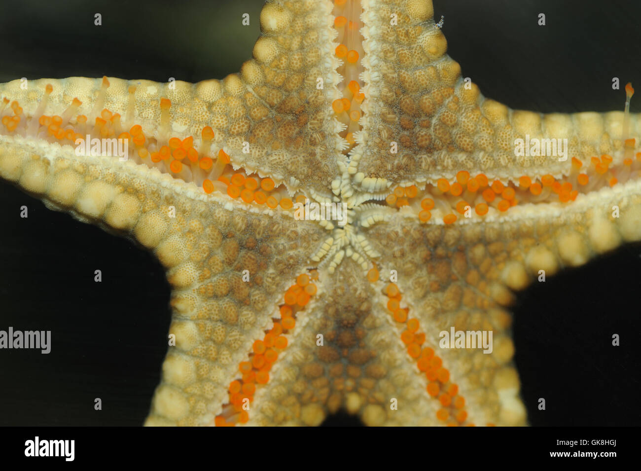Starfish macro blur hi-res stock photography and images - Alamy