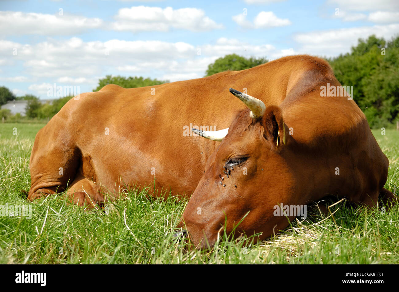 Resting cow hi-res stock photography and images - Alamy