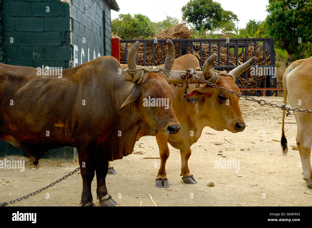 Ox oxes hi-res stock photography and images - Alamy