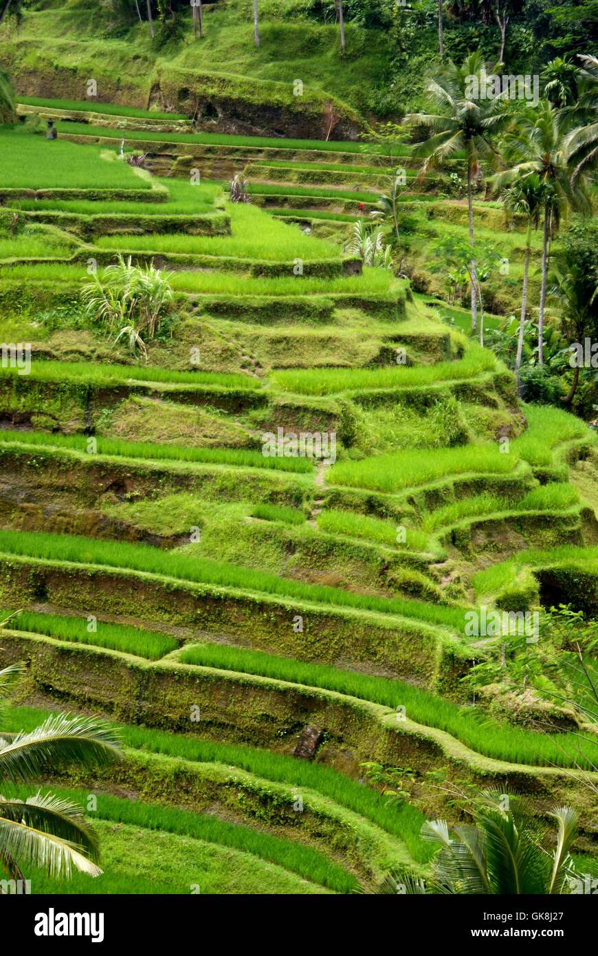 Rice field, Bali, Indonesia Stock Photo - Alamy