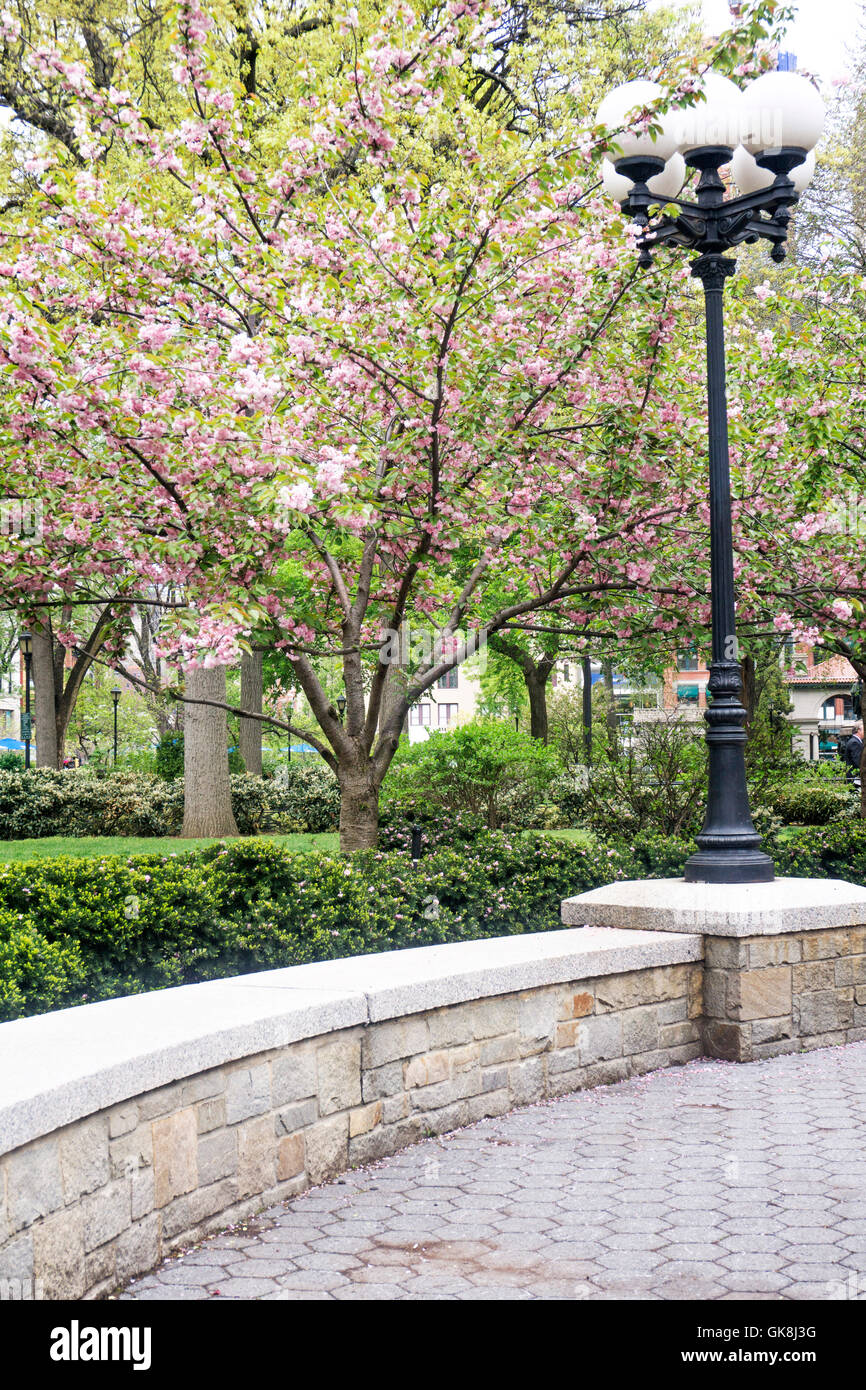 blossoming cherry tree next to reproduction vintage cast iron lamp post ...