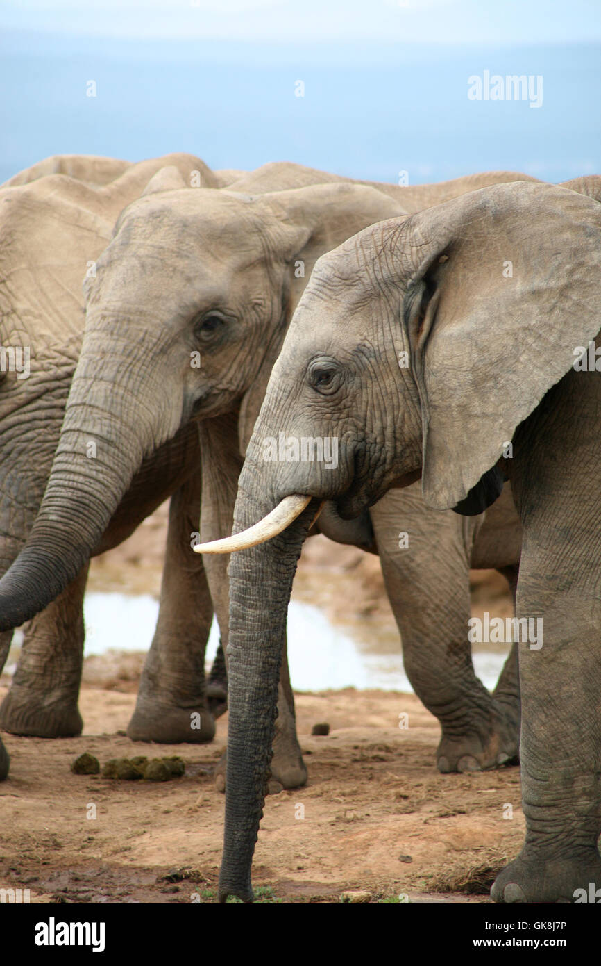 big large enormous Stock Photo - Alamy