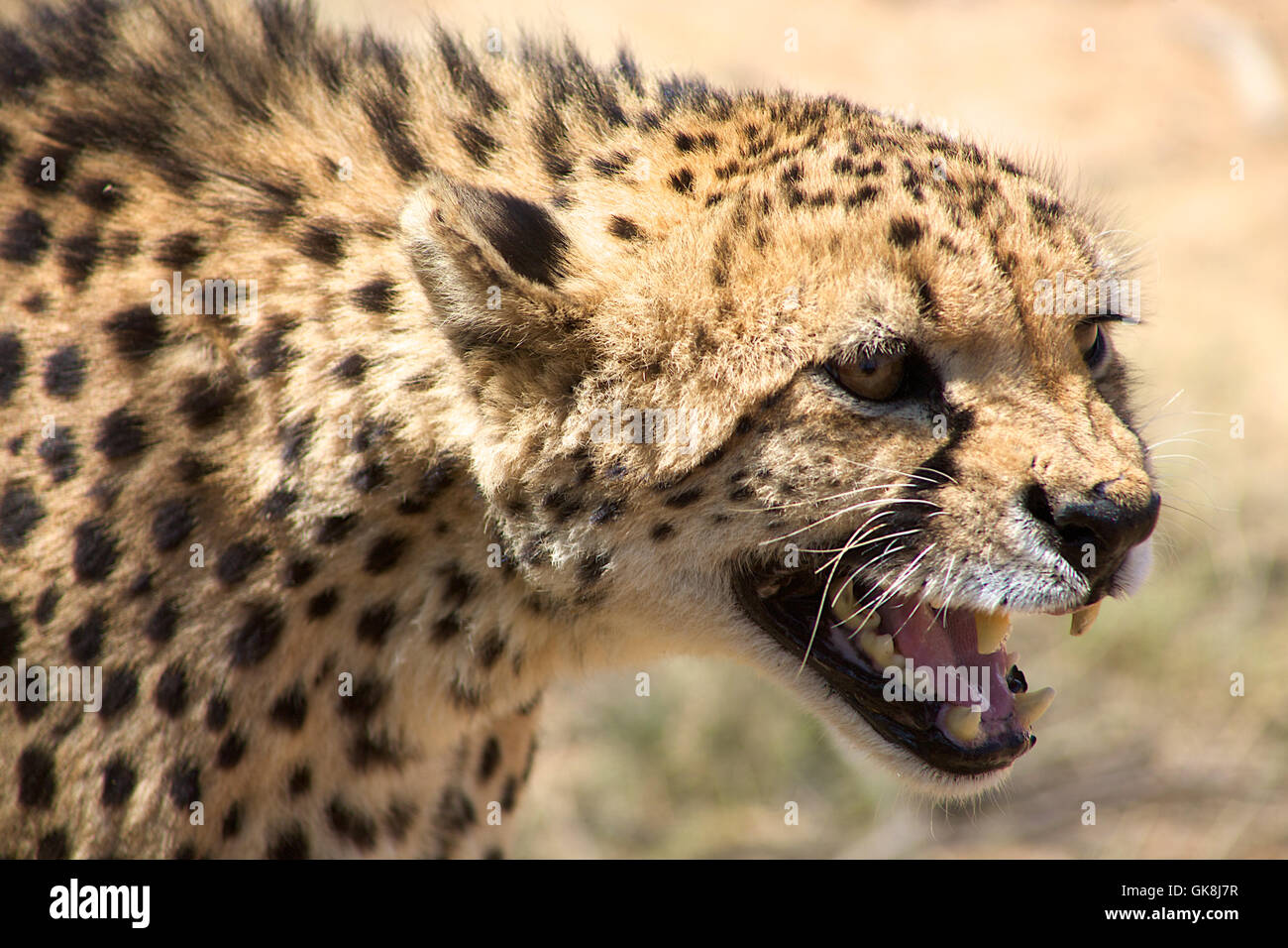 big large enormous Stock Photo - Alamy
