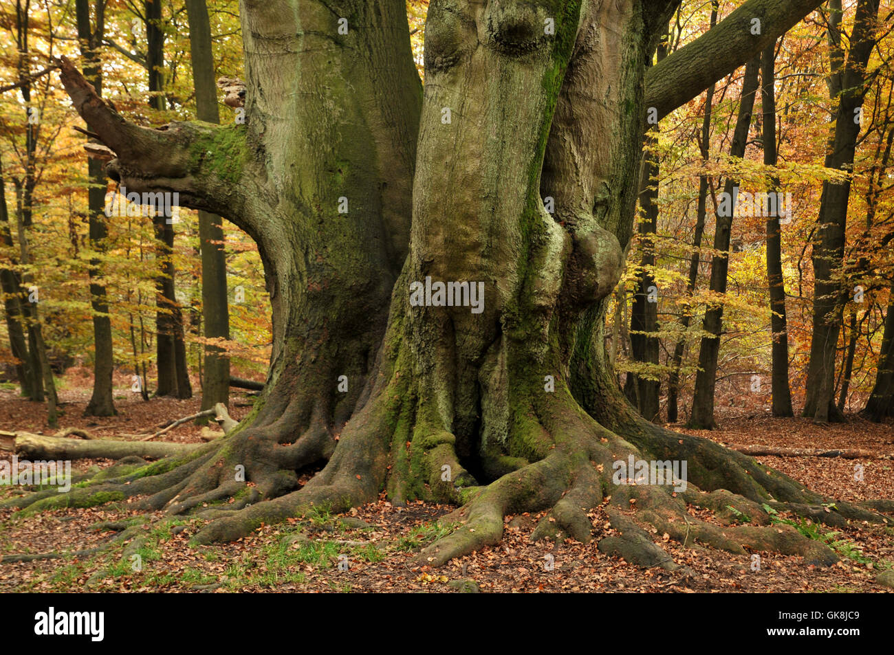 book trunk clump of trees Stock Photo - Alamy