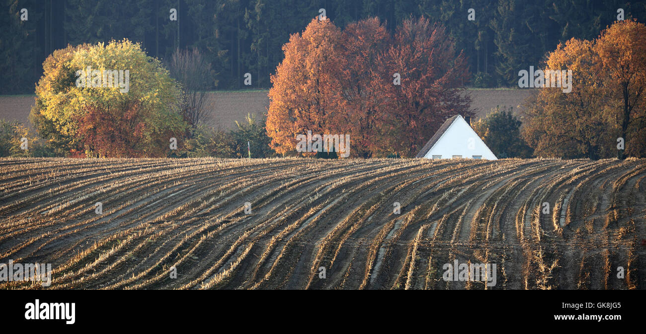 tree field acre Stock Photo - Alamy