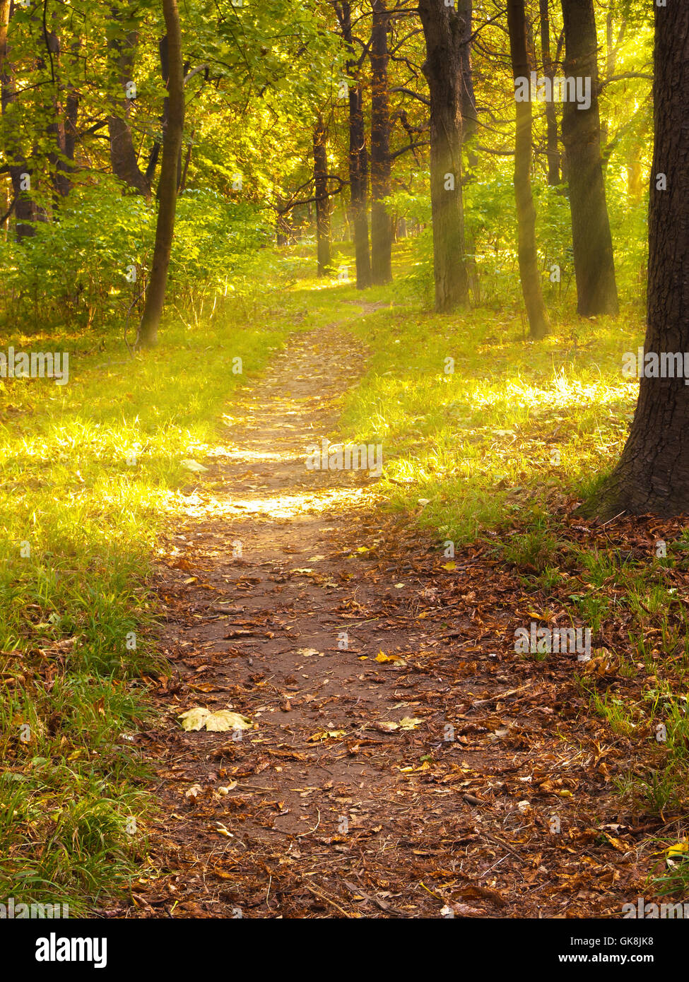 forest road in autumn Stock Photo - Alamy