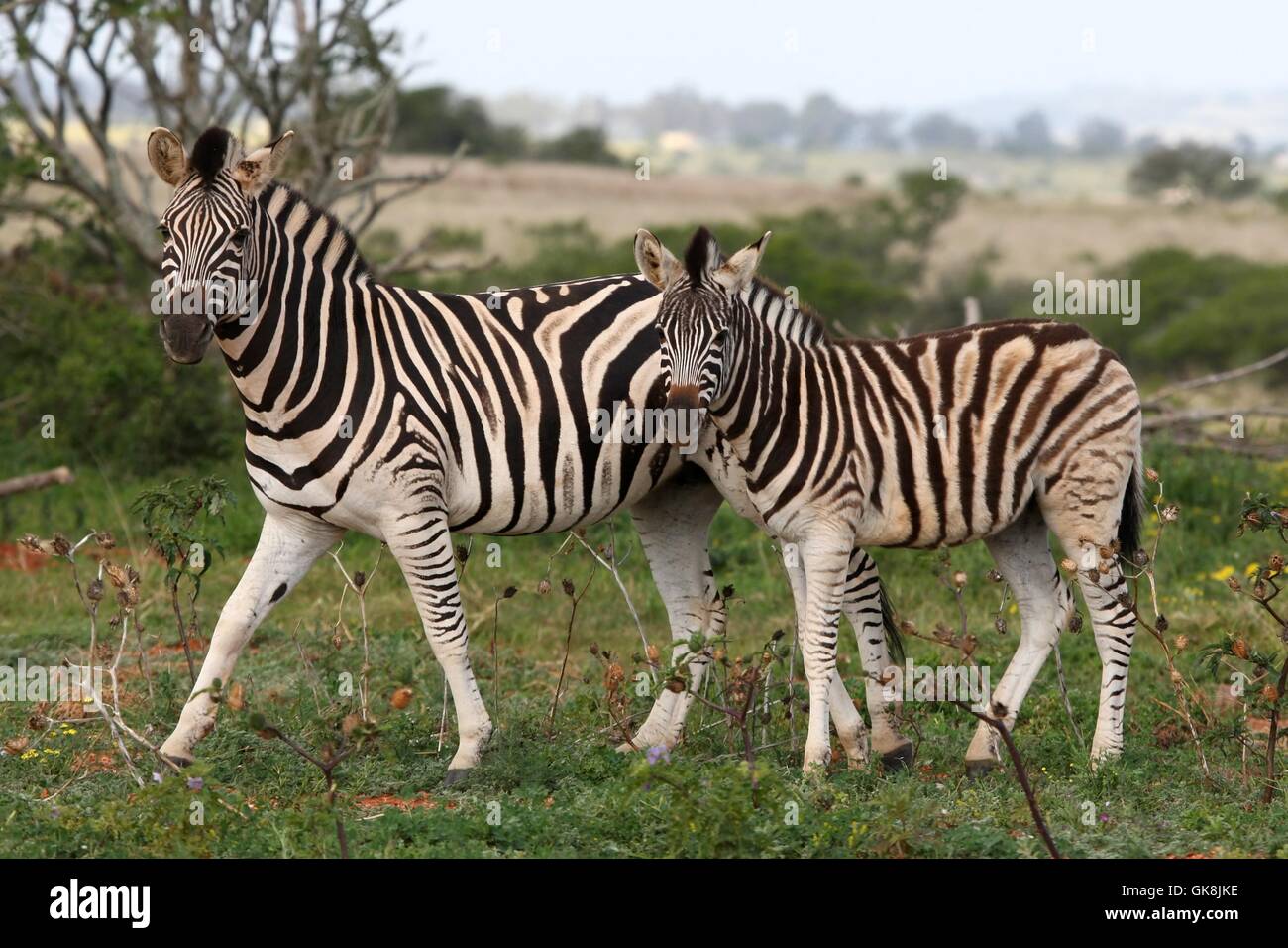 environment enviroment animal Stock Photo - Alamy