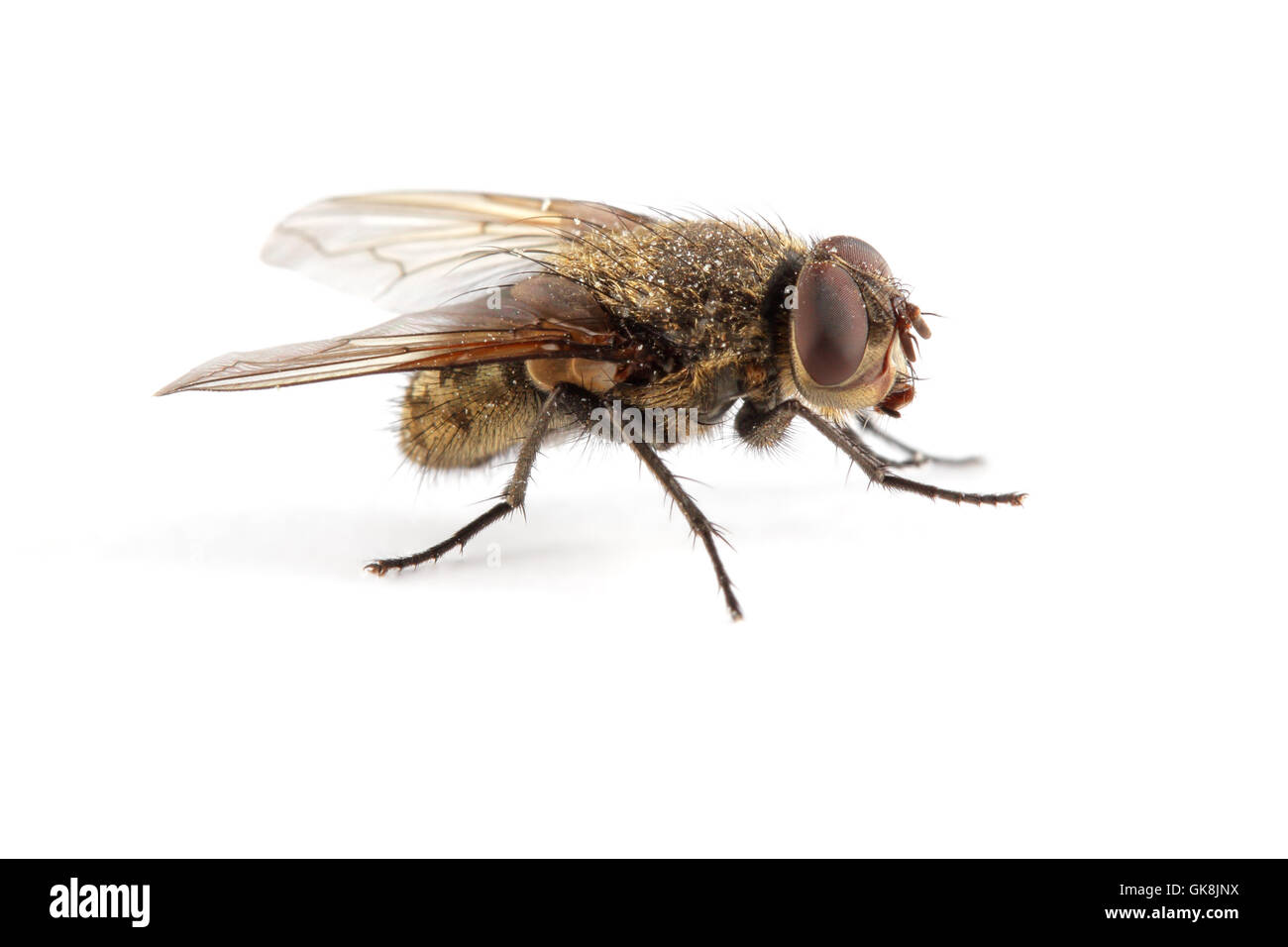 Insect limbs hi-res stock photography and images - Alamy