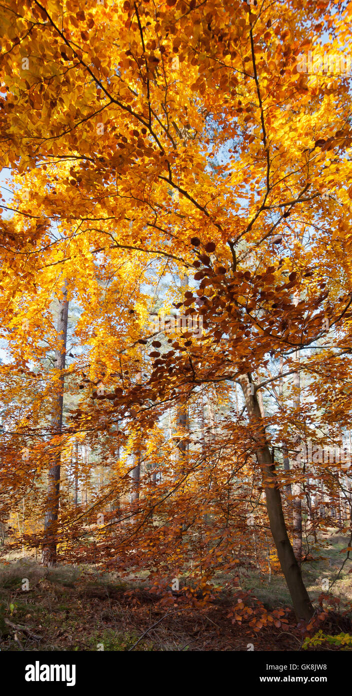 pine brandenburg seasons Stock Photo - Alamy