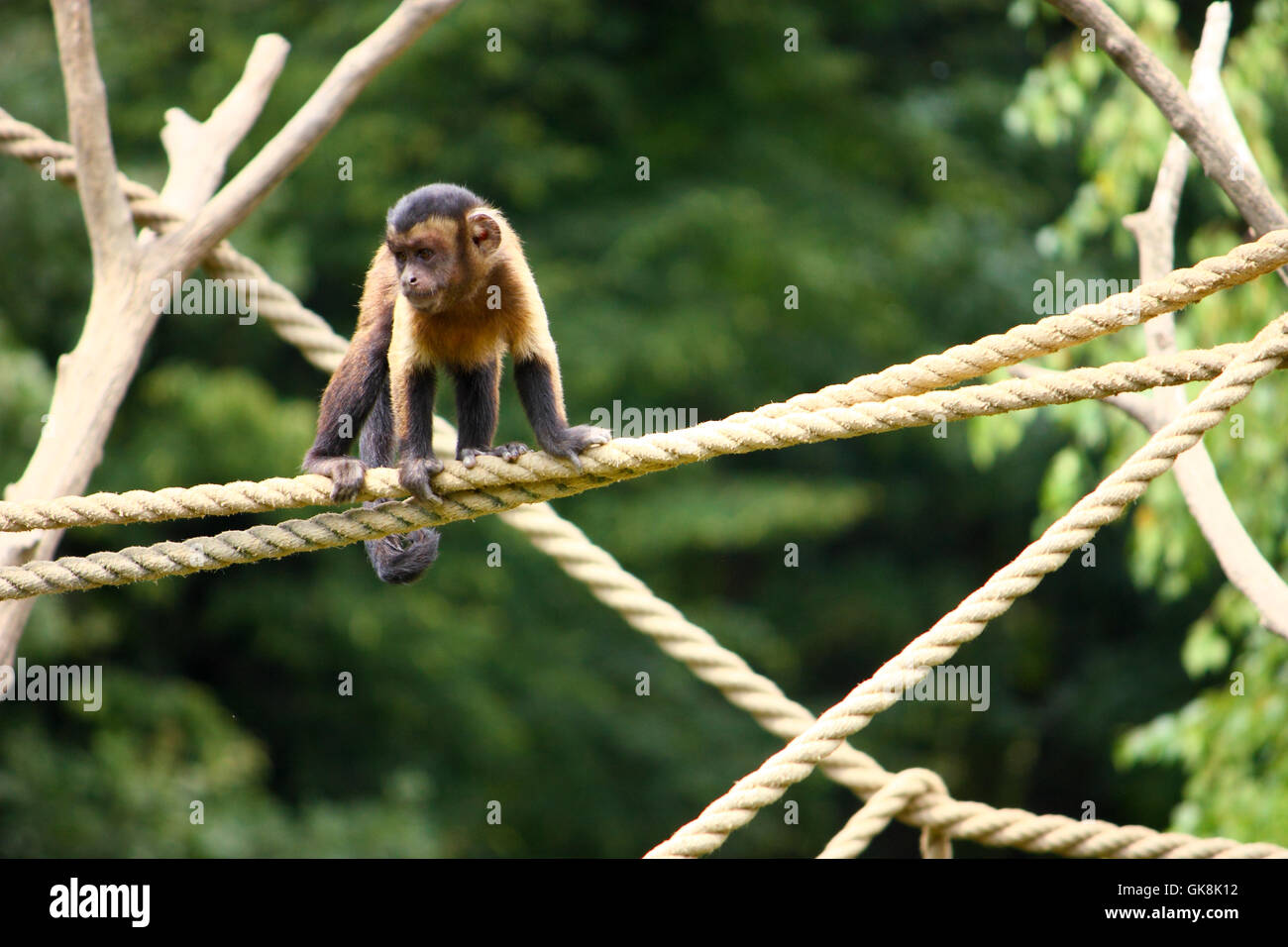 monkey small tiny Stock Photo - Alamy