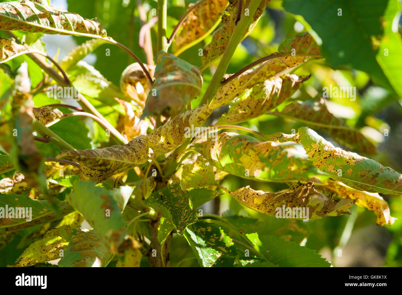 Pear and cherry slug (Caliroa cerasi) damage to cherry tree Stock Photo ...