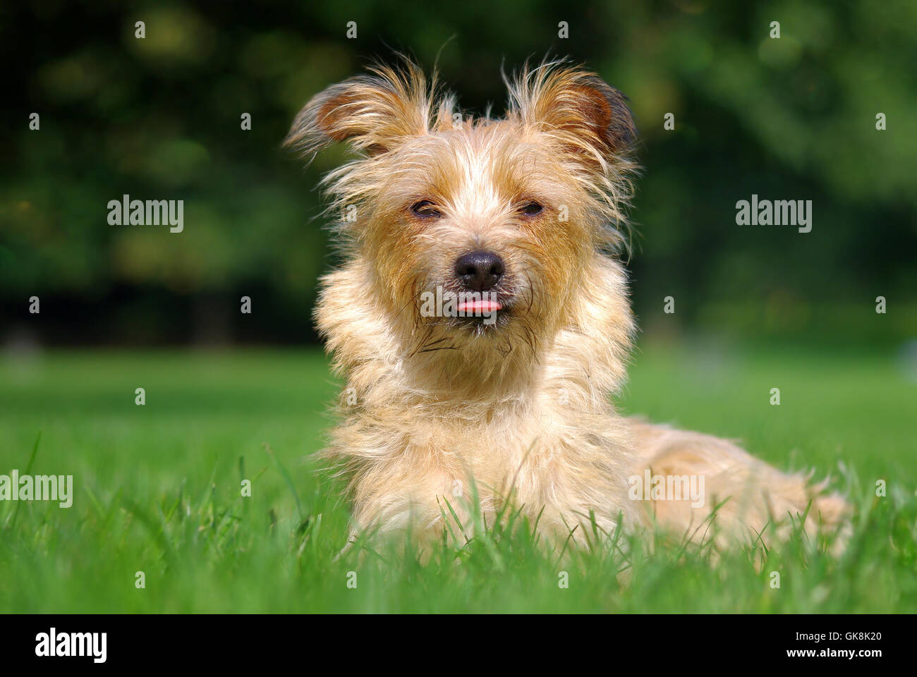 environment enviroment animals Stock Photo - Alamy