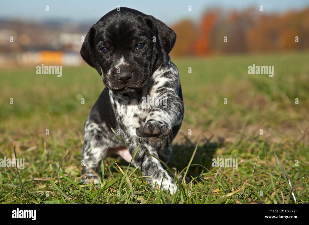 hunter dog puppy Stock Photo - Alamy