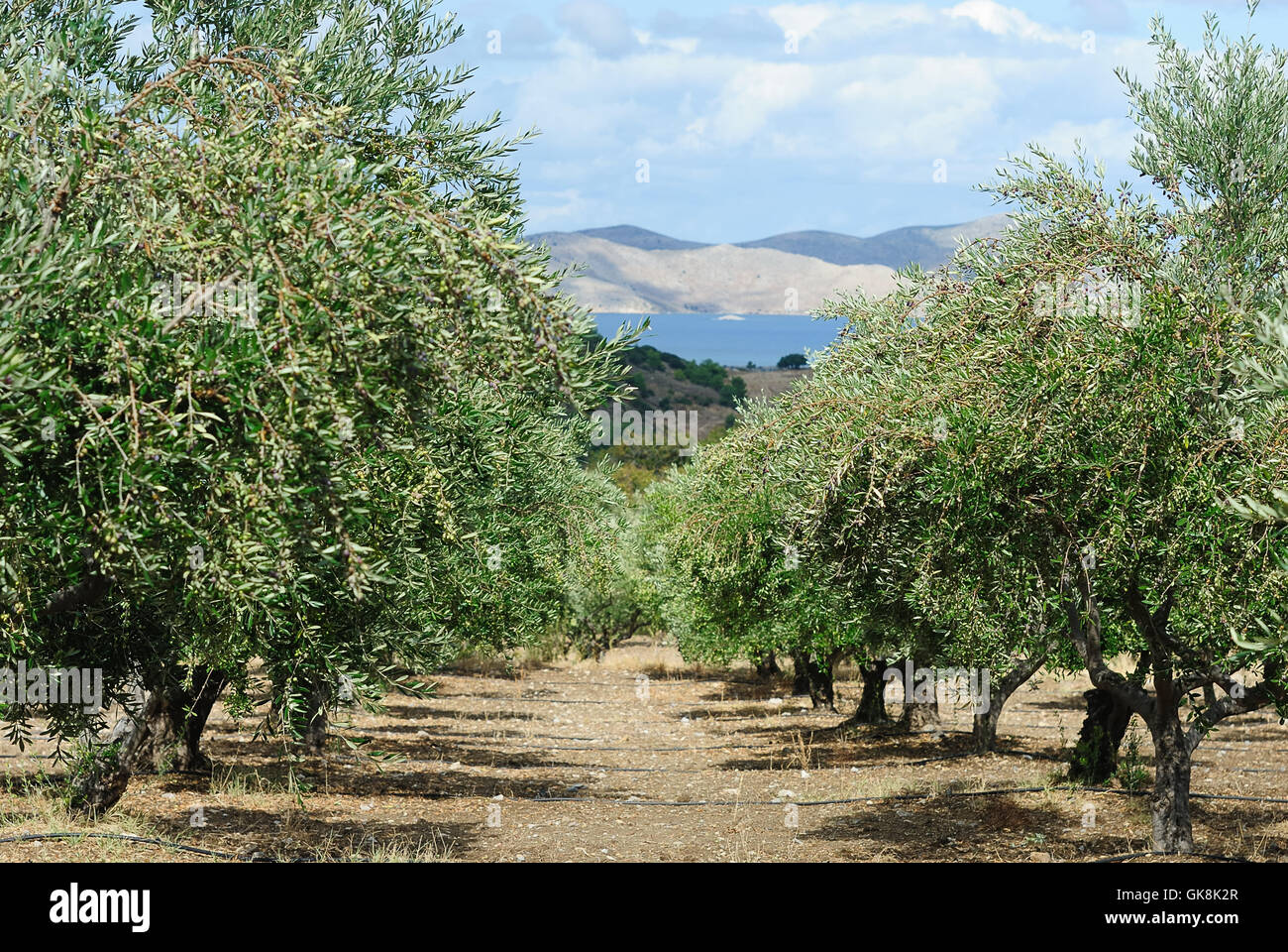 Grove farming hi-res stock photography and images - Alamy