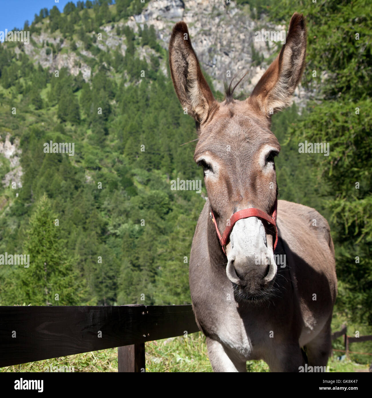 Laughing donkey hi-res stock photography and images - Alamy