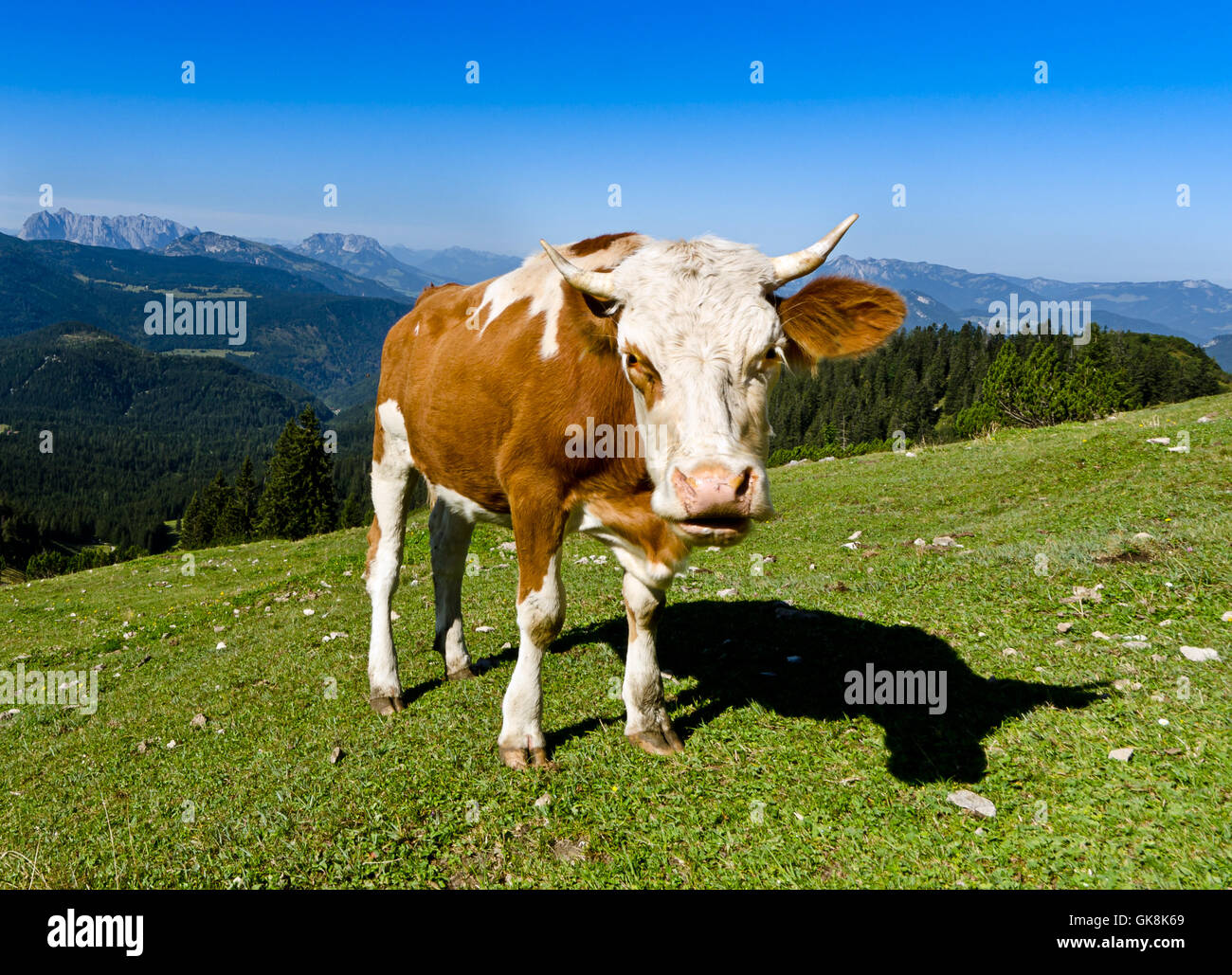 relaxed cow (cows Stock Photo - Alamy