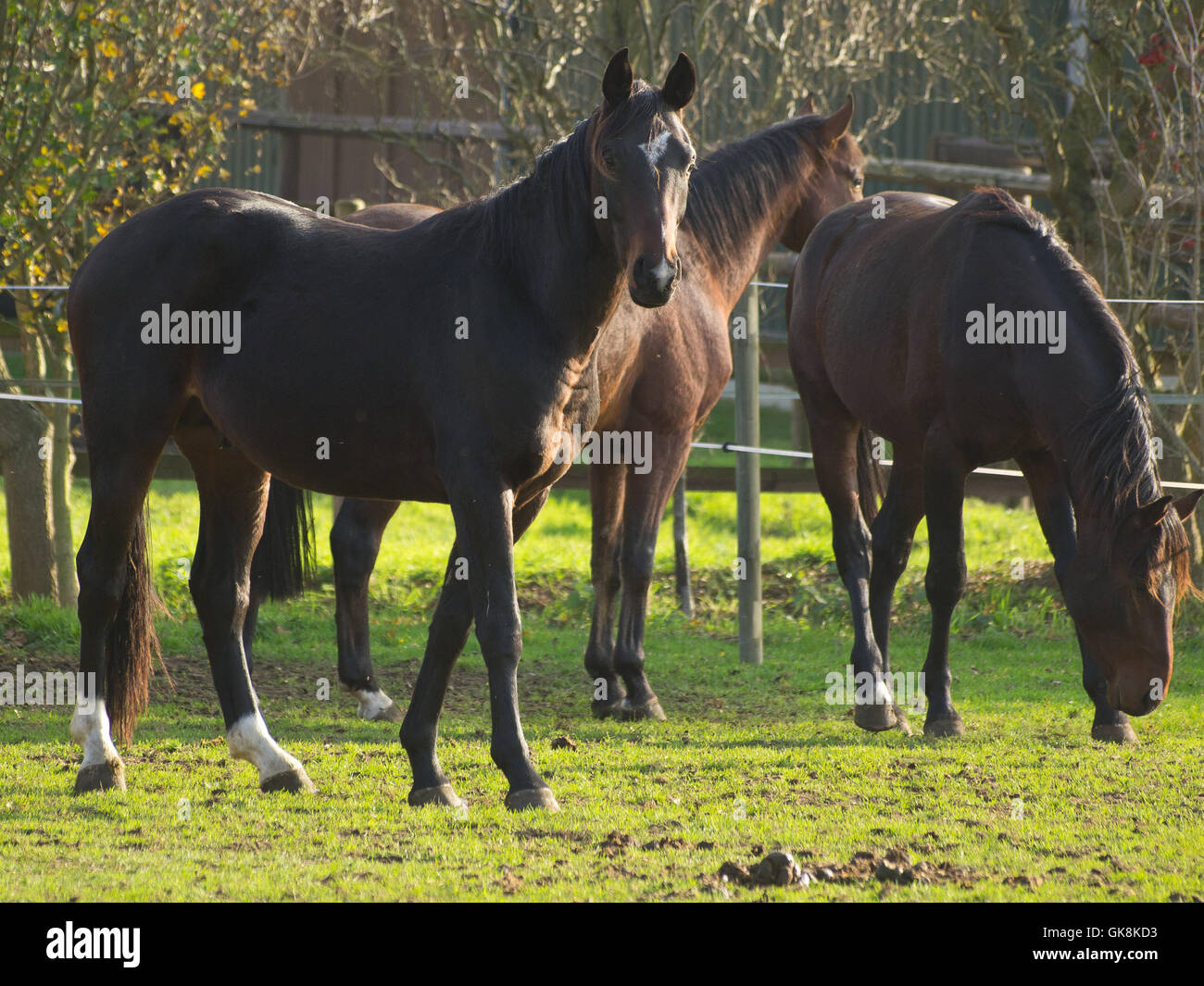 ride horse animal Stock Photo - Alamy