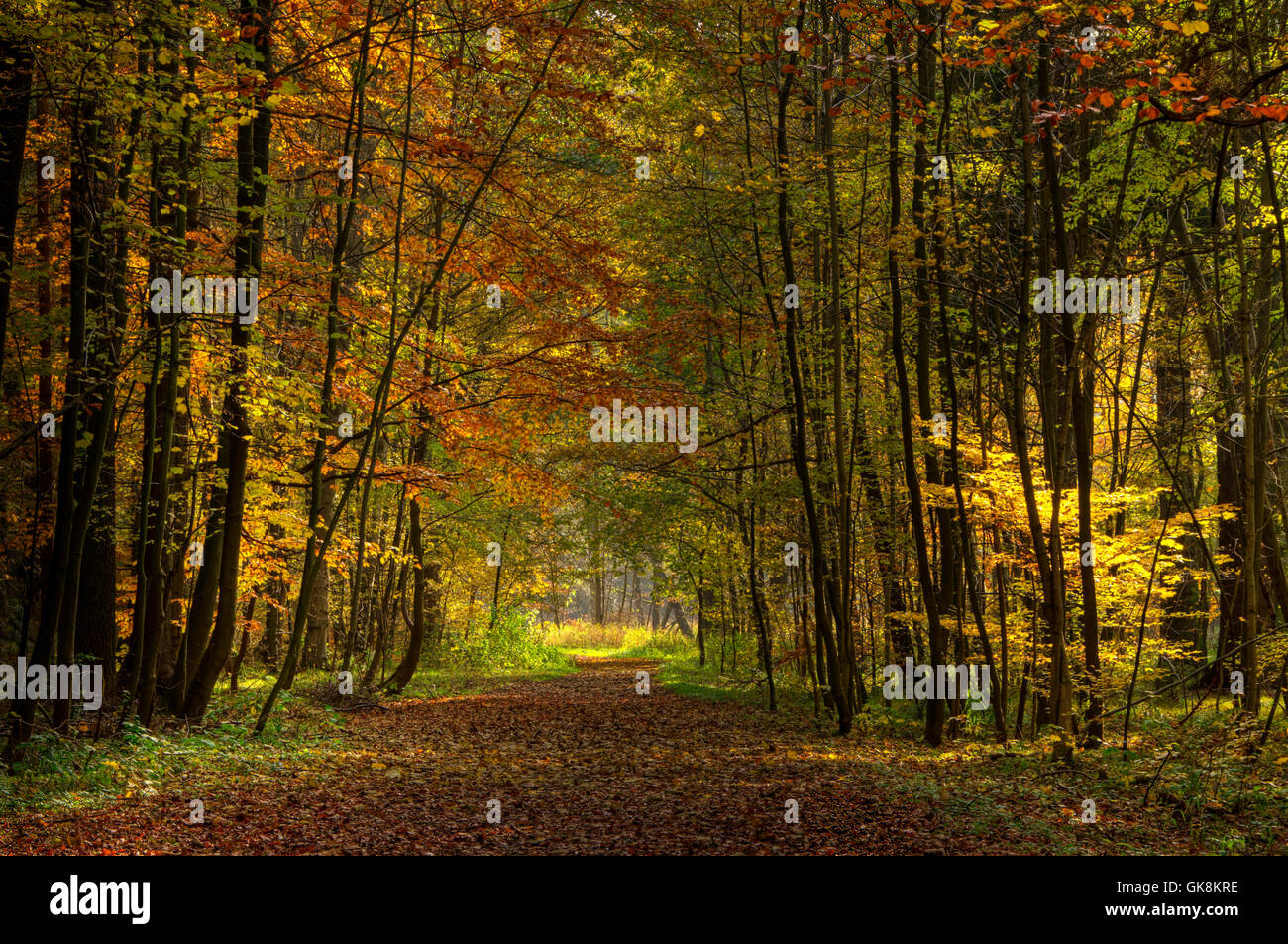 Indian tree leaves hi-res stock photography and images - Alamy