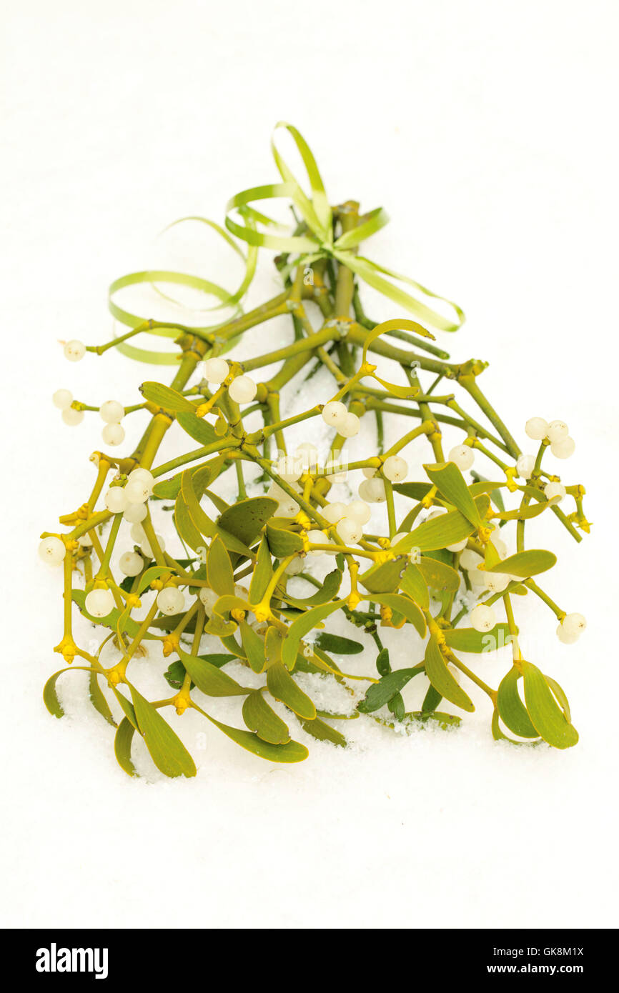 Xmas green mistletoe branch Cut Out Stock Images & Pictures - Alamy