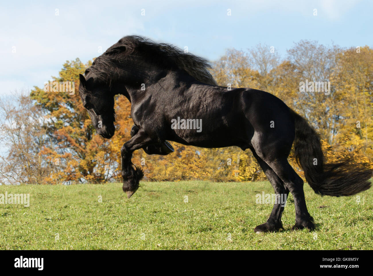 Friesian horse riding hi-res stock photography and images - Alamy
