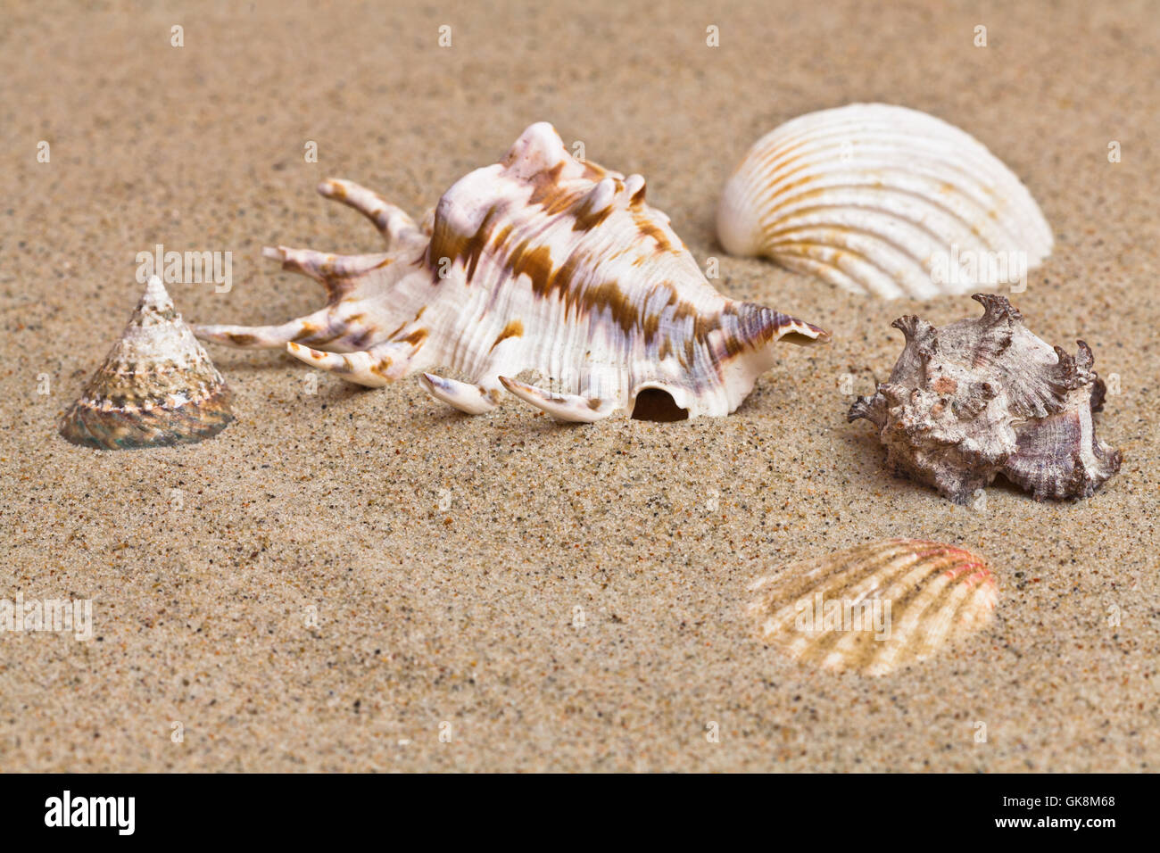 Minerals sand water shell hi-res stock photography and images - Alamy