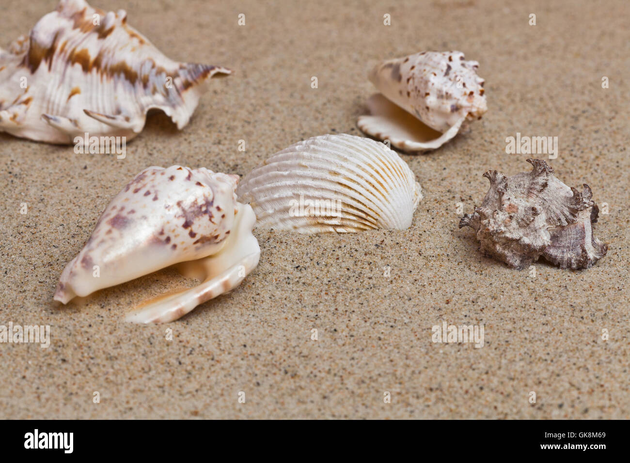 Minerals sand water shell hi-res stock photography and images - Alamy
